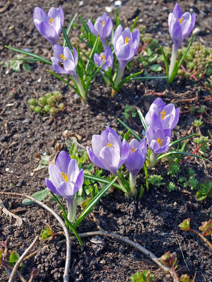Purple Crocuses - Crocus Heuffelianus Stock Photo - Image of ...