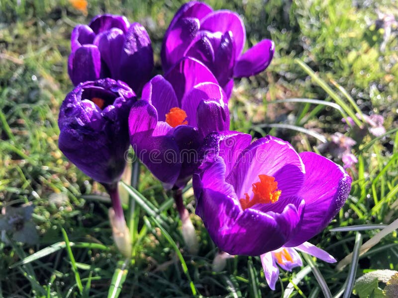 Purple Crocuses in Early Spring Stock Image - Image of crocus, spring ...