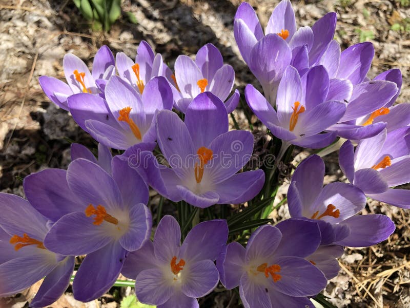 Purple crocuses stock image. Image of full, purple, large - 113468711