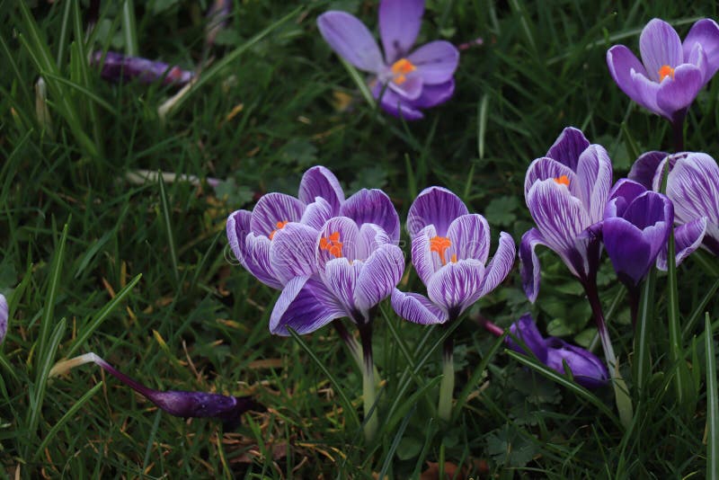 Purple crocuses in grass stock image. Image of bleed - 262552621