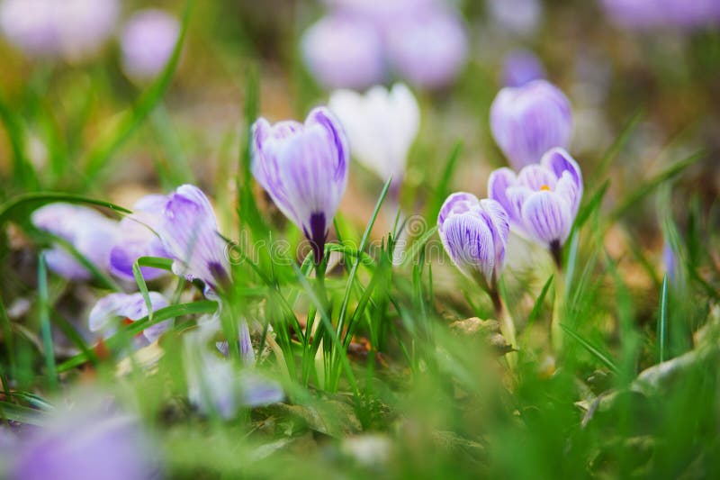 Purple Crocuses in Green Grass on a Spring Day Stock Photo - Image of ...