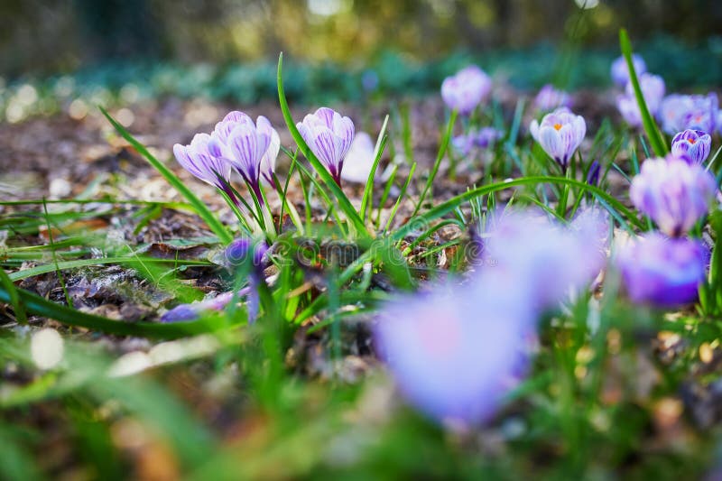 Purple Crocuses in Green Grass on a Spring Day Stock Photo - Image of ...