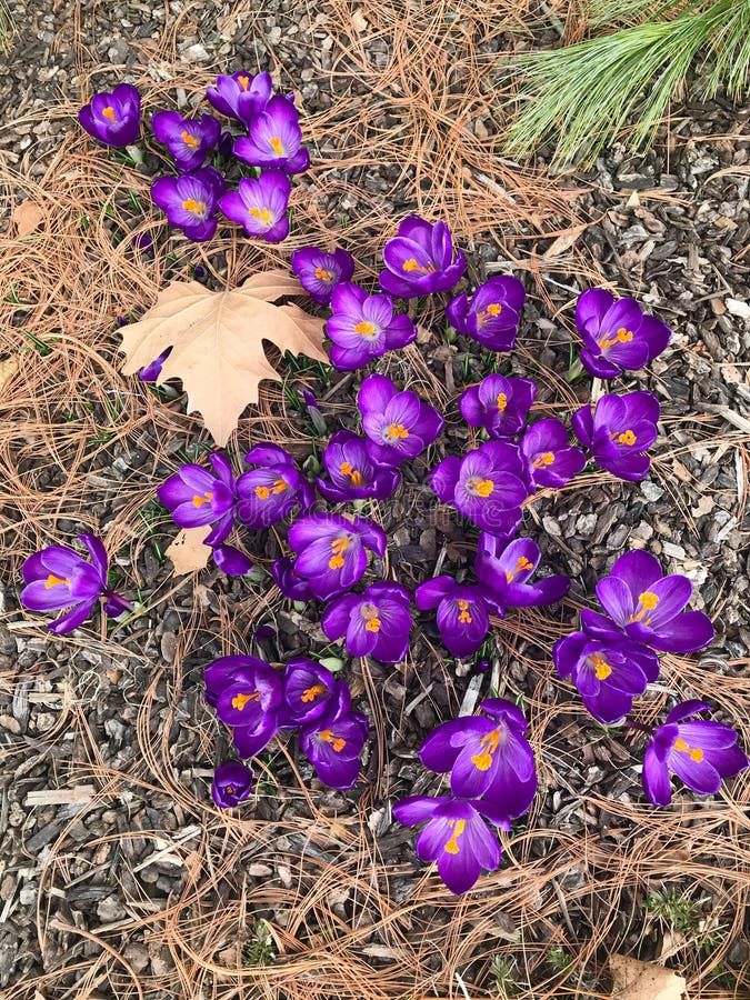 Vibrant Crocus stock image. Image of purple, crocus, colorful - 94938003