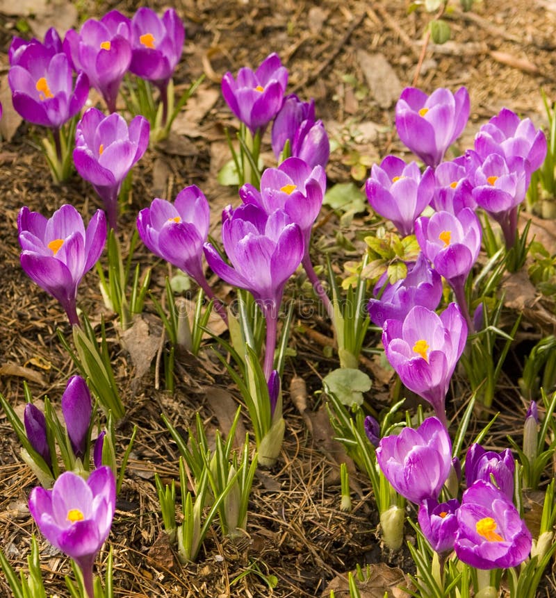 Purple crocuses stock image. Image of blossom, purple - 52140389