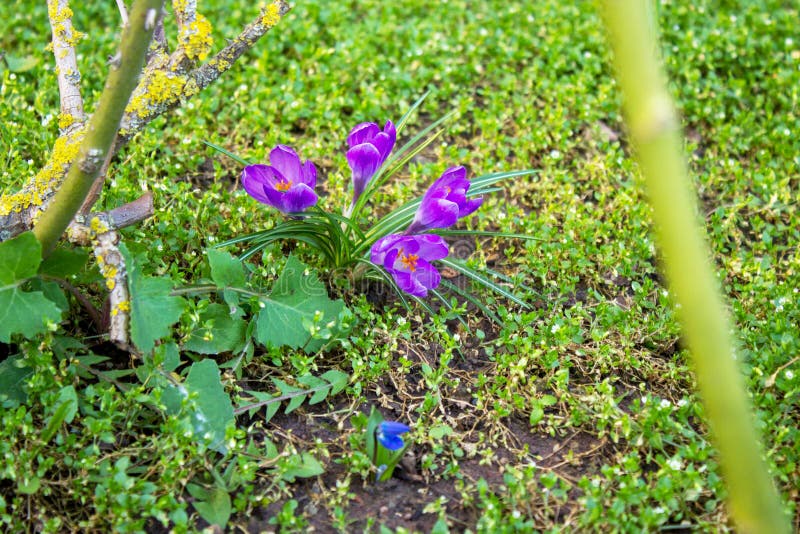 Purple Crocuses in March from the Iris Genus, Iridaceae Stock Photo ...