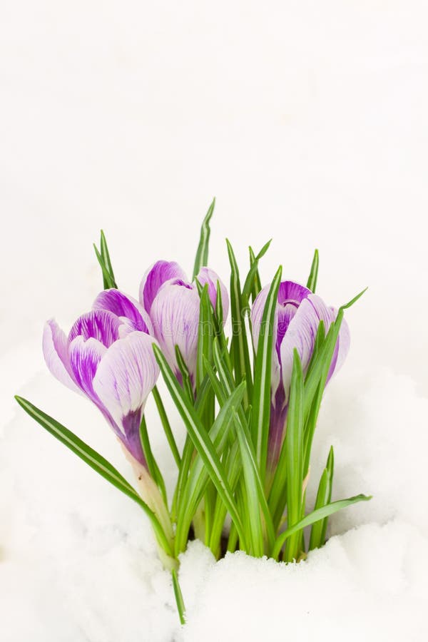 Crocus in snow stock photo. Image of bunch, white, fresh - 29859682