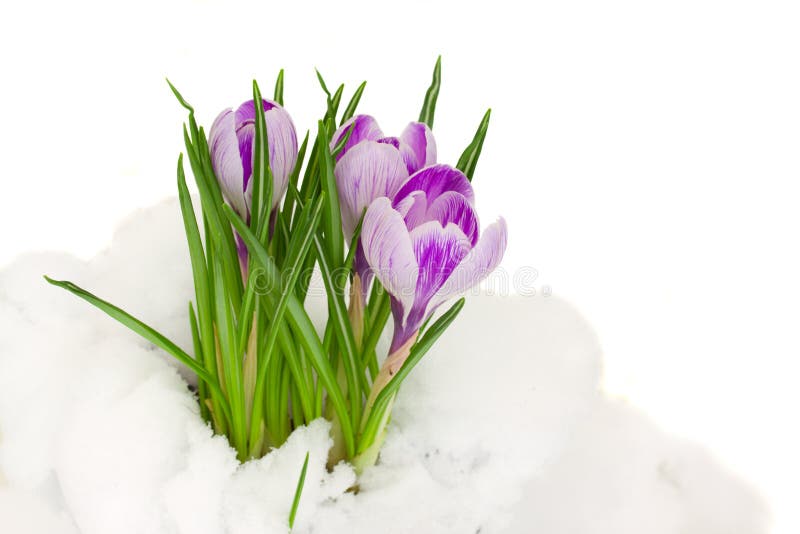 Crocus in snow stock photo. Image of bunch, white, fresh - 29859682