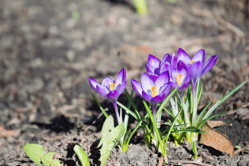 Purple Crocuses on Soi Background. Spring Primroses Bloom in Sun Stock ...