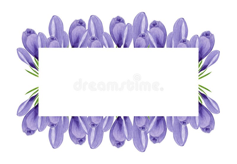 Purple Crocuses Spring Flowers Rectangular Frame. Hand Painted ...