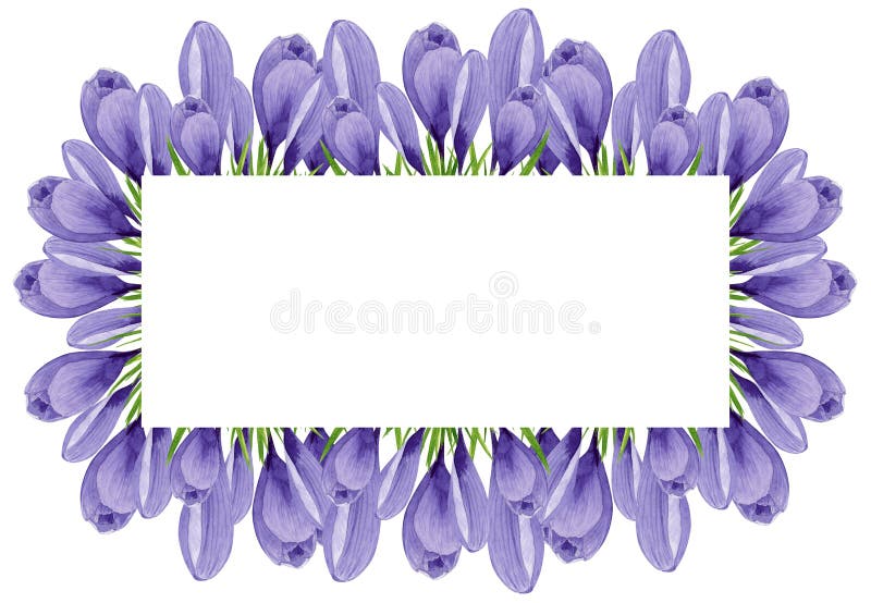 Purple Crocuses Spring Flowers Rectangular Frame. Hand Painted ...