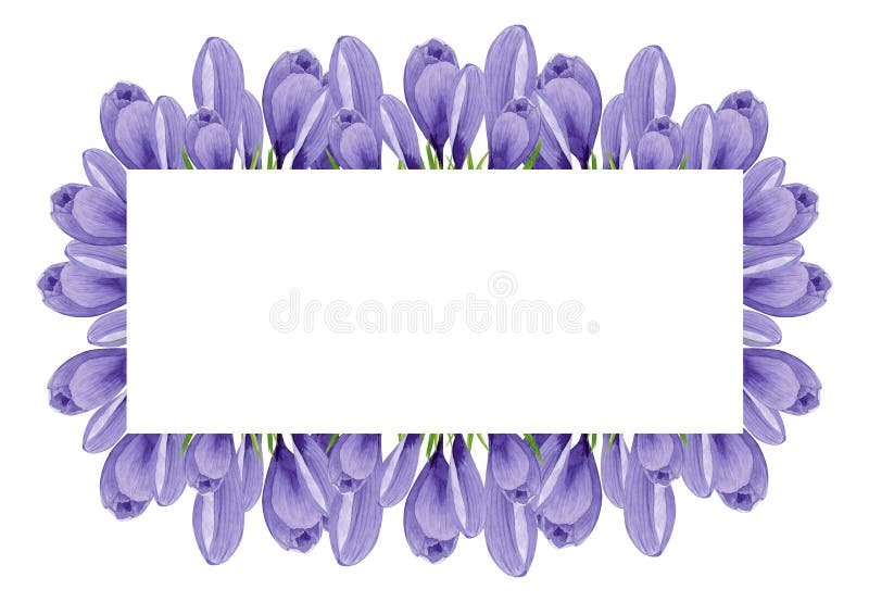Purple Crocuses Spring Flowers Rectangular Frame. Hand Painted ...