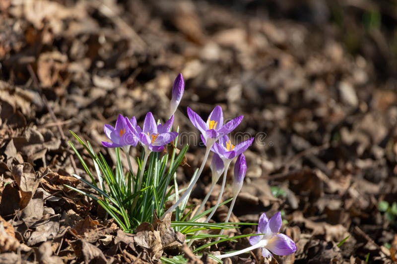 Purple Crocuses in Spring Light: Symbol of New Beginnings and Hope ...