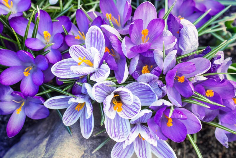 Purple crocuses in spring. stock photo. Image of growth - 126239992