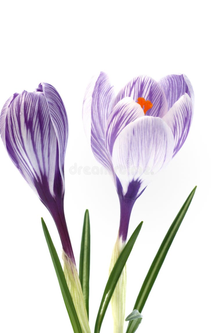 317 Crocuses Transparent Background Stock Photos - Free & Royalty-Free ...