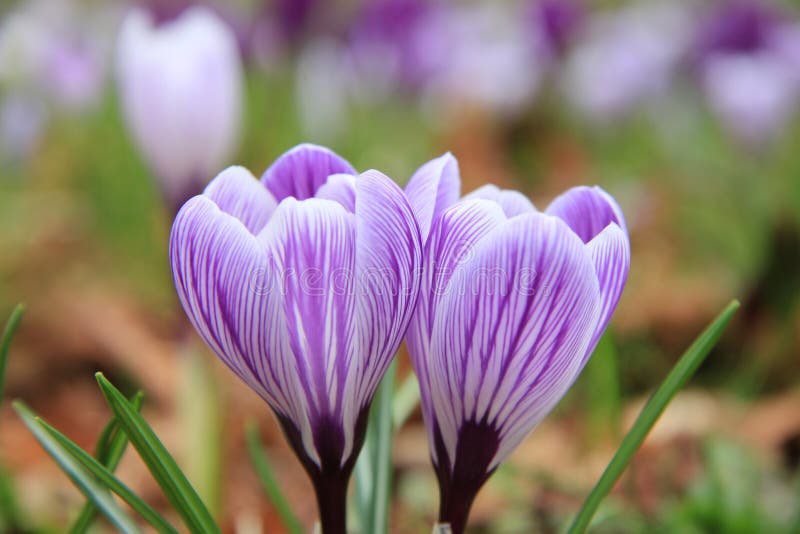 Purple crocuses stock photo. Image of flowers, easter - 45952126