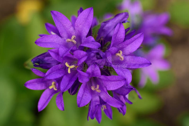 Purple Crowded Bell in the Garden in Summer Stock Image - Image of ...