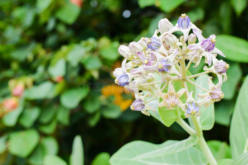 Purple Crown Flower Blooming on the Tree. Calotropis Gigantea Stock ...