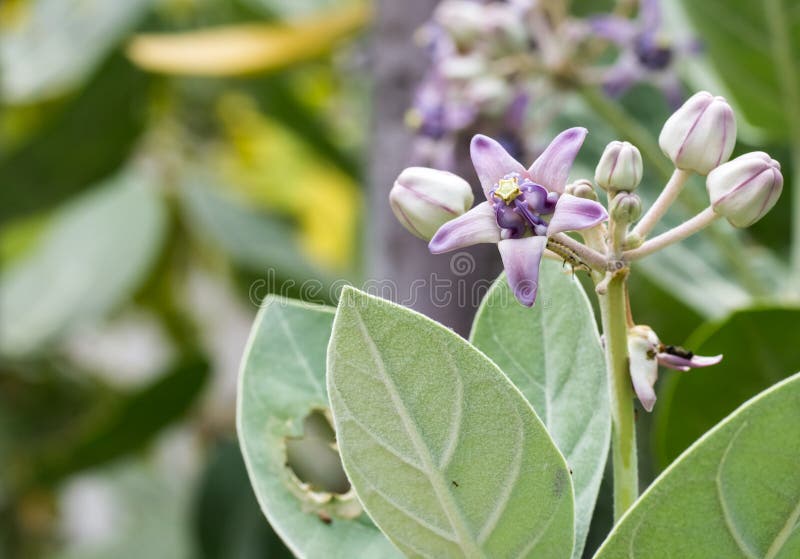 Purple Crown flower stock photo. Image of blooms, beauty - 53906560