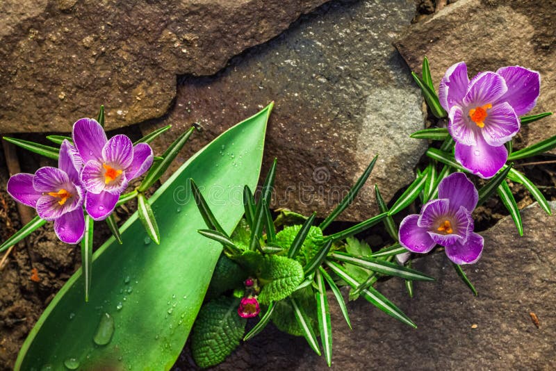 Purple Crucus Blossom. Blooming Crocus Flowers Stock Photo - Image of ...