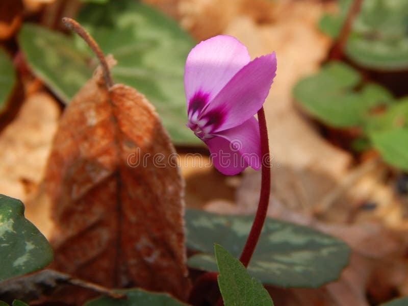 Purple Cyclamen flower editorial photo. Image of exterior - 179531816
