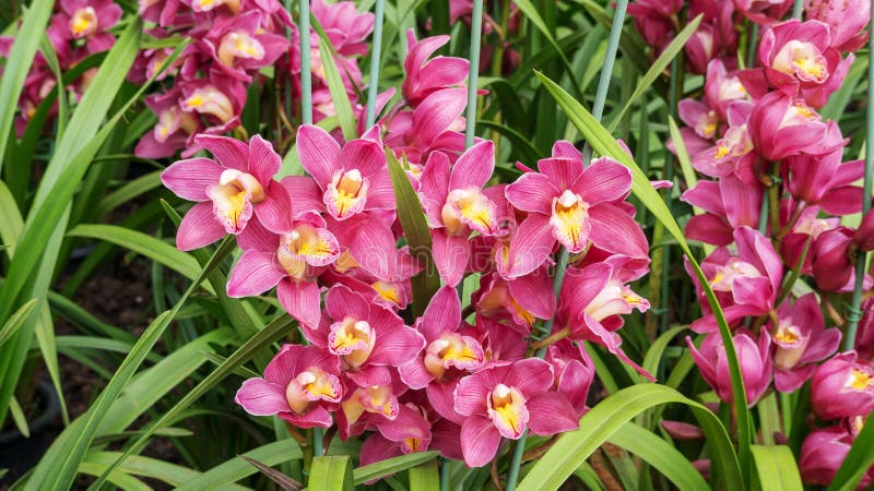 Purple Cymbidium Flower in a Garden Stock Image - Image of beautiful ...