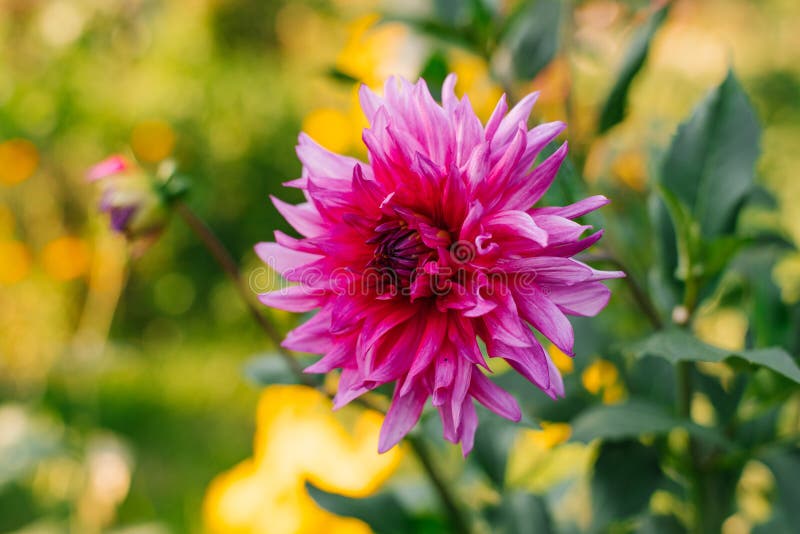 Purple Dahlia Flower Tall in the Garden Stock Image - Image of autumn ...