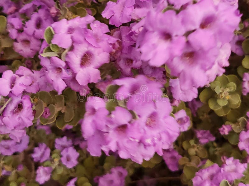 PURPLE! Dainty Purple Texas Sage Flowers! Stock Photo - Image of ...