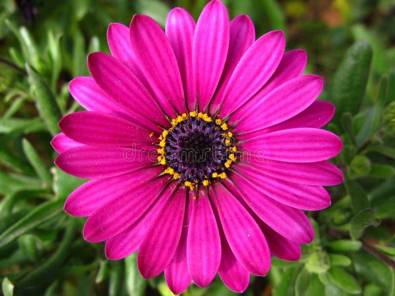 Purple daisy stock image. Image of bright, decoration - 11944523