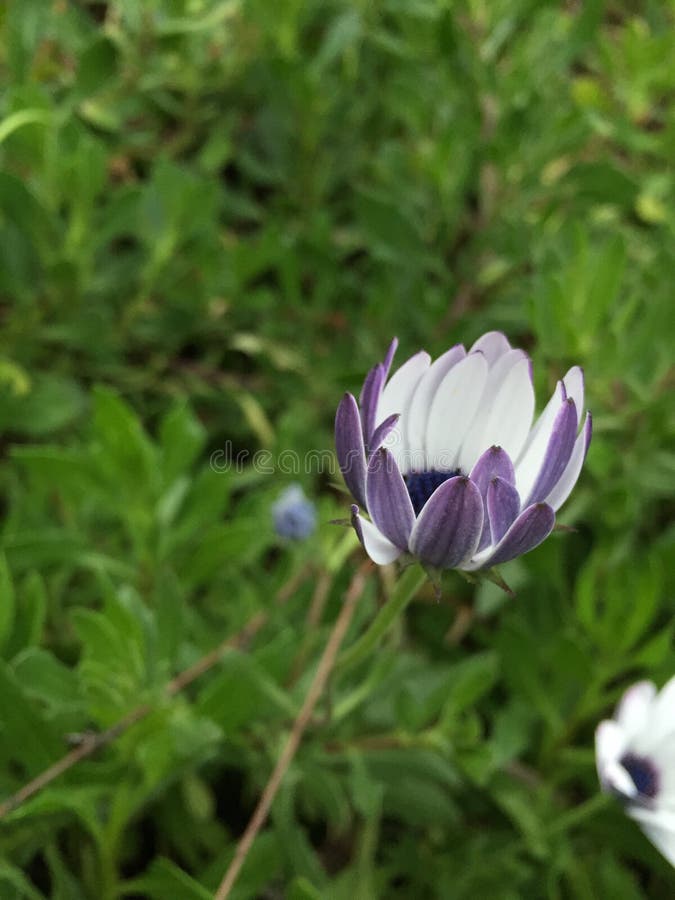 Purple daisy stock photo. Image of purple, daisy, plant - 49937952