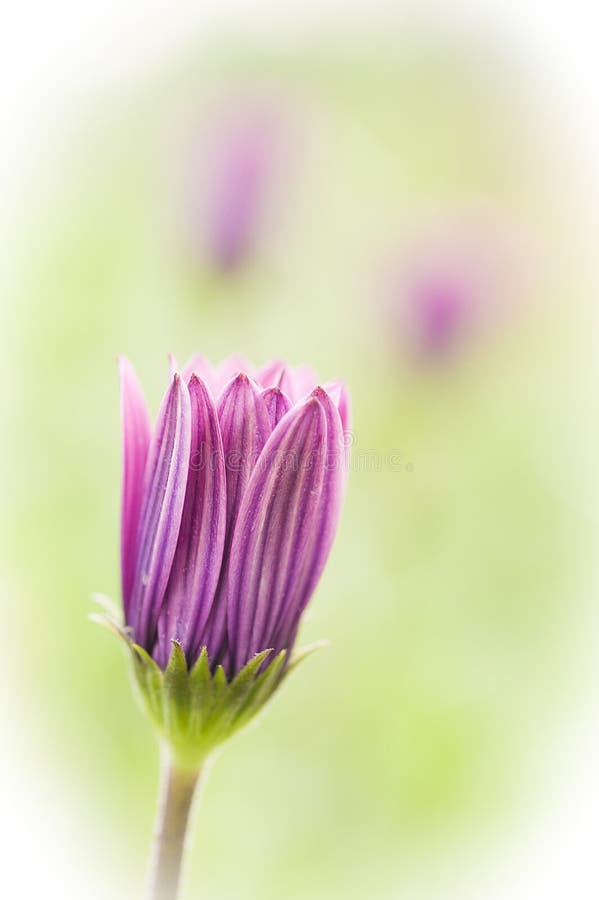 Purple daisy flower bud stock photo. Image of garden - 47122190