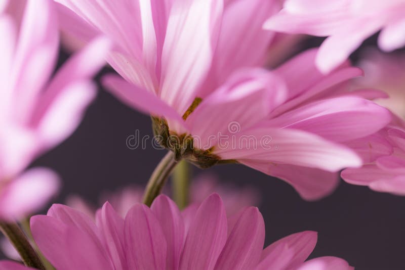 Purple Daisy Flower Texture Stock Image - Image of close, gerbera ...