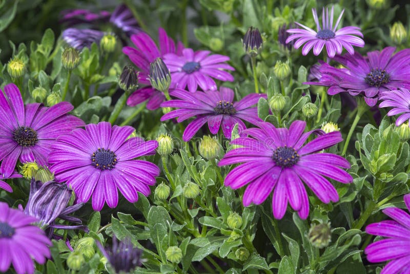 Purple Daisy Flowers Full Frame Stock Photo - Image of blossoms ...