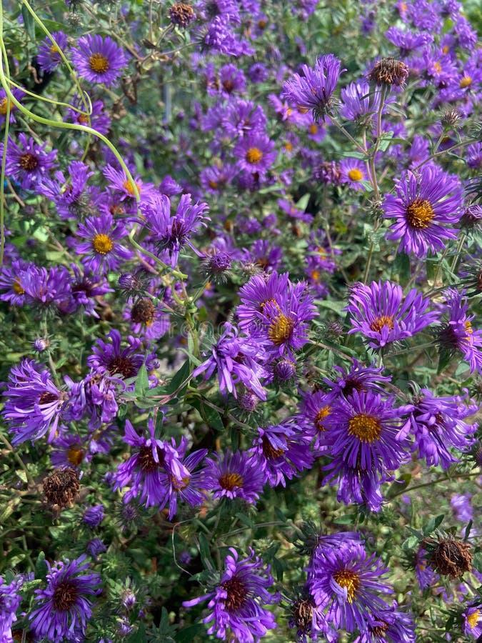 Purple Daisy Flowers in September Stock Image - Image of september ...