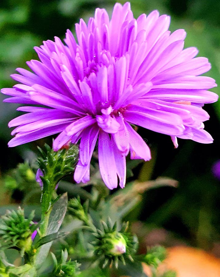 A Purple Daisy in the Garden Stock Image - Image of natural, nature ...