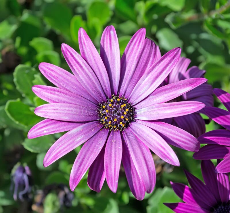 Purple daisy stock photo. Image of springtime, flowers - 30503604