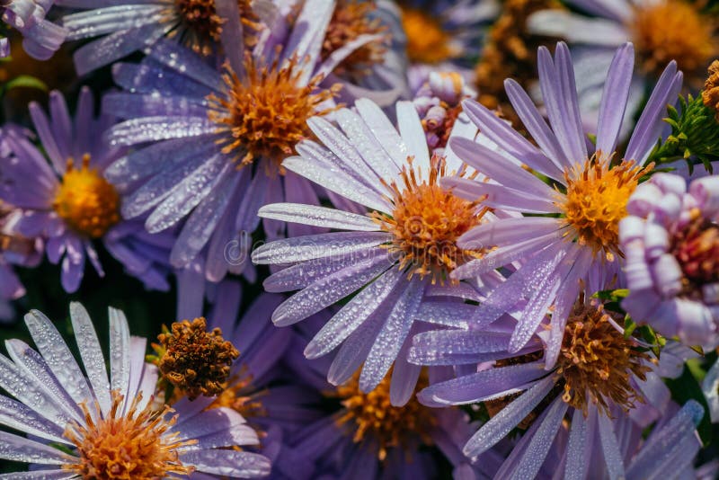 Purple daisy stock photo. Image of copy, michaelmas, bloom - 68488308