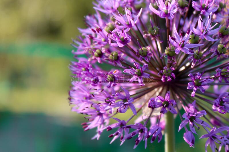 Purple dandelion stock photo. Image of beauty, garden - 87393472