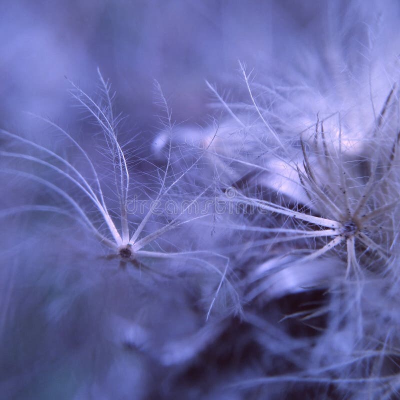 Purple dandelion stock image. Image of background, flower - 89334361