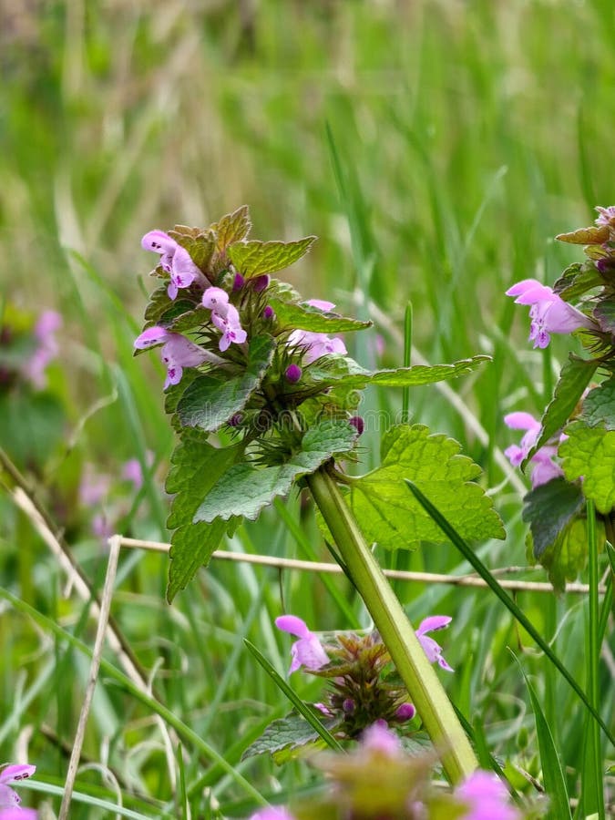 Purple Dead-nettle Wild Flower Leaves at Spring Stock Image - Image of ...