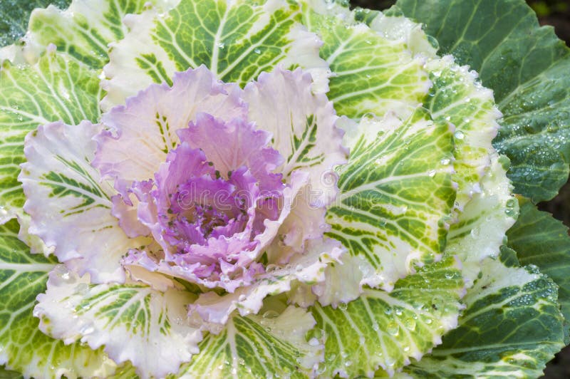 Purple decorative cabbage stock photo. Image of blossom - 29560414