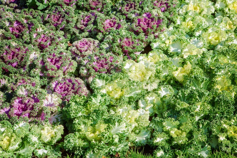 Purple Decorative Cabbage in a Garden Stock Photo - Image of autumn ...