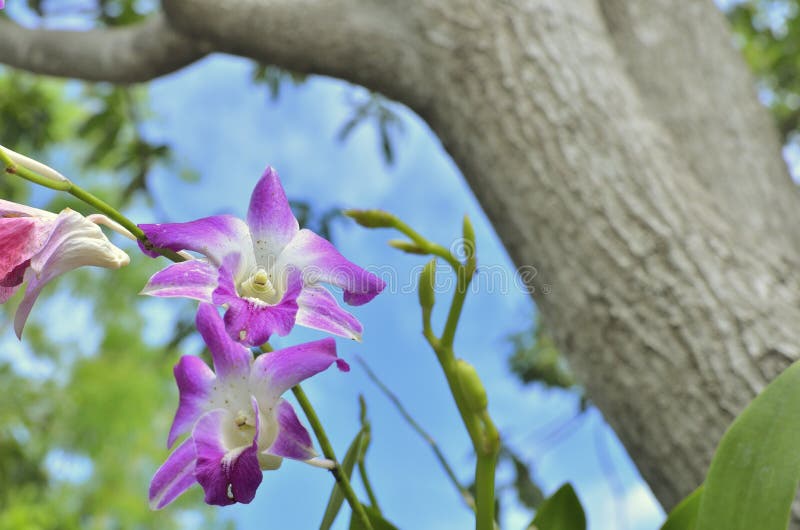 Purple dendrobium. stock image. Image of fresh, dendrobium - 66038687