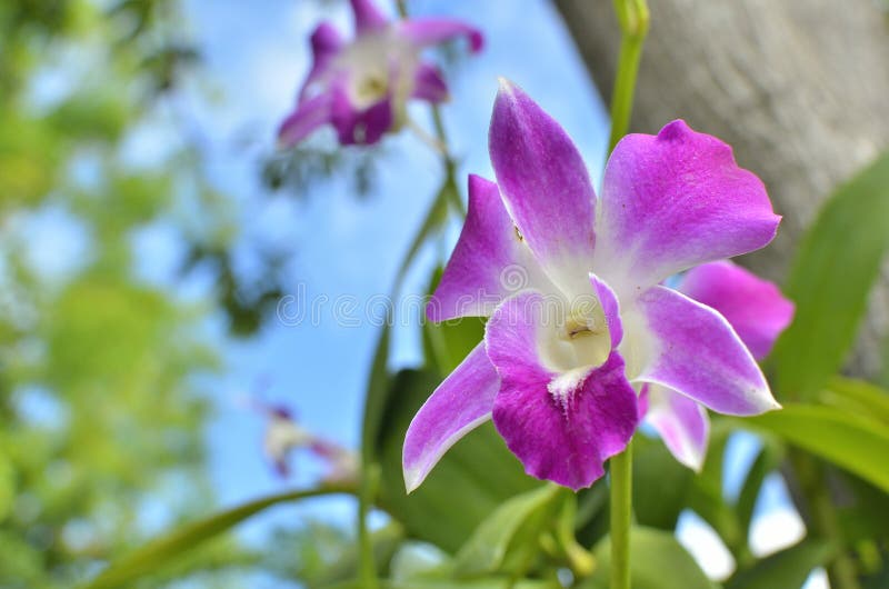 Purple dendrobium. stock photo. Image of garden, dendrobium - 66039450