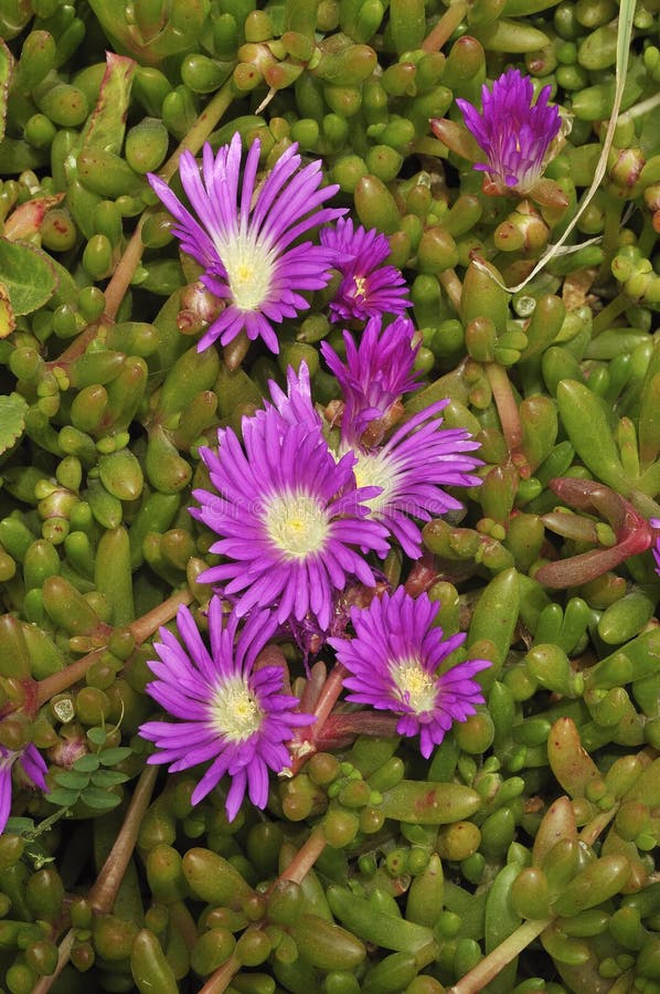 Purple Dewplant - Disphyma Crassifolium Stock Photo - Image of dewplant ...