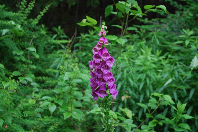 Purple Digitalis Flowering in a Garden Stock Photo - Image of fingers ...