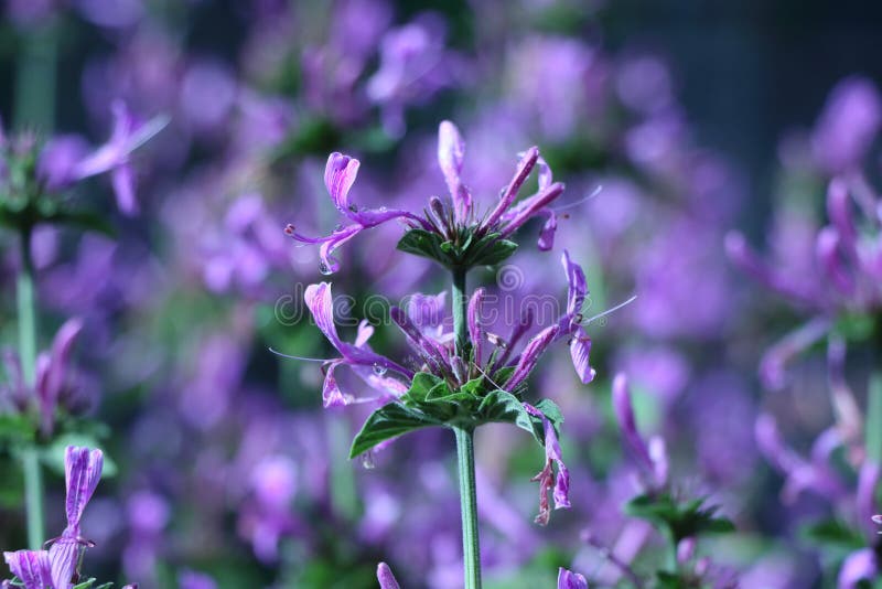 Only Purple stock photo. Image of start, seed, life, steady - 40256512