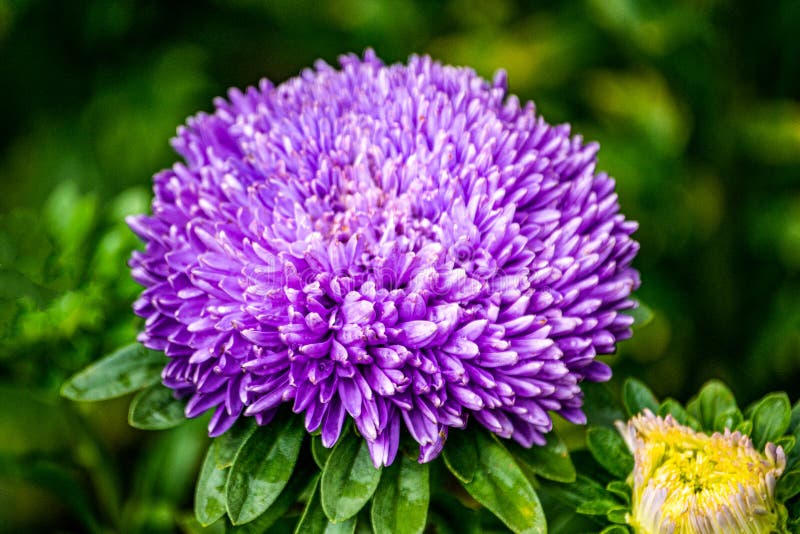 Purple Double Aster Flower in the Garden on the Flowerbed Stock Image - Image of blossom, lush ...