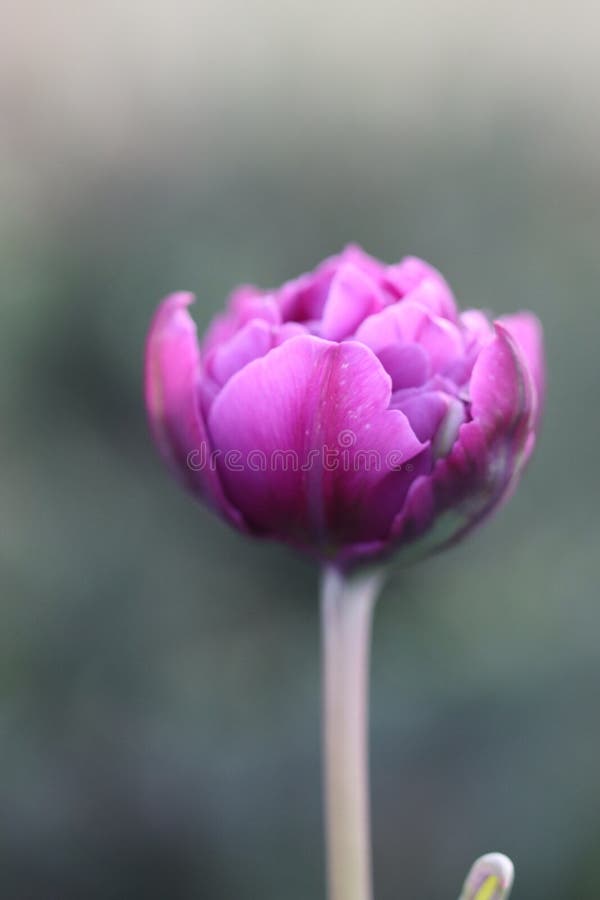 Purple Double Tulip Flower Close-up Stock Photo - Image of double, rose ...