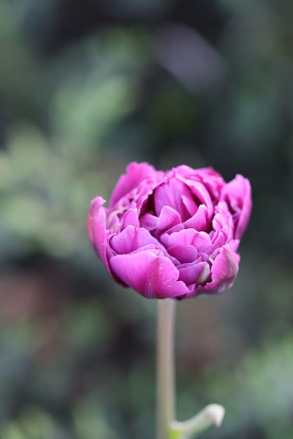 Purple Double Tulip Flower on Stem Stock Image - Image of stem, flower ...