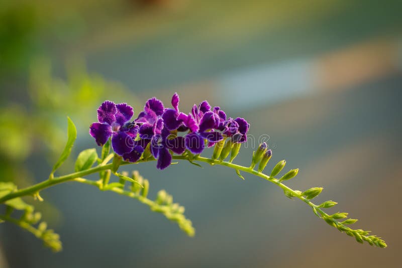 Purple Duranta Erecta Flowers on the Duranta Tree Stock Image - Image ...